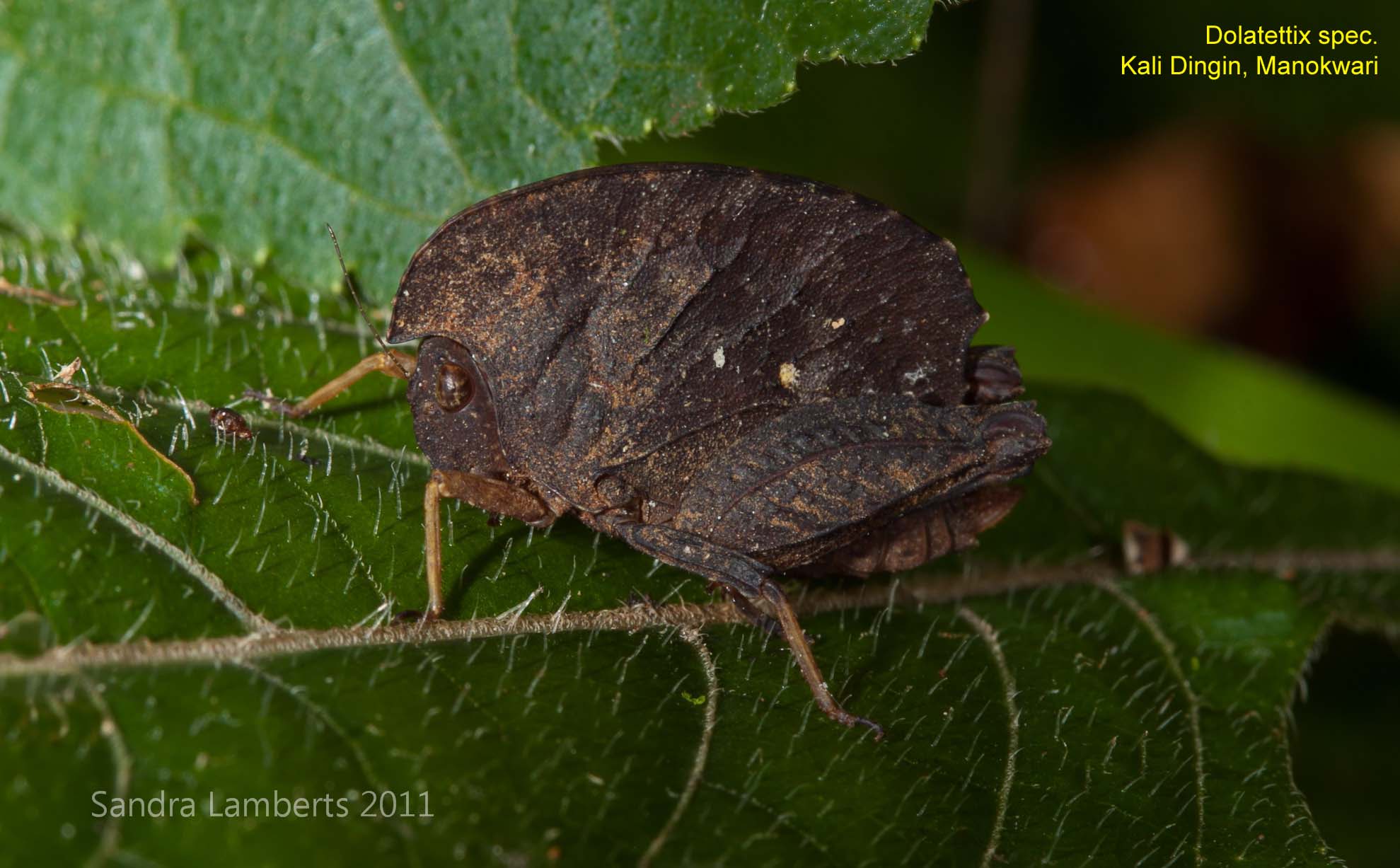 Papua Insects Foundation (Orthoptera/Tetrigidae thumbnails)